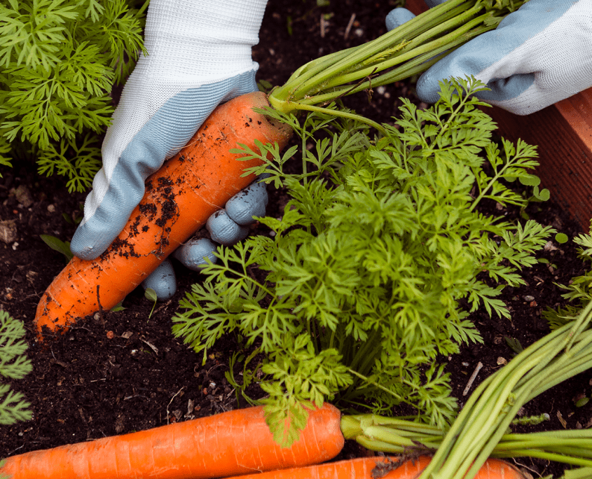 Quality Organic Compost | Landscaping Services